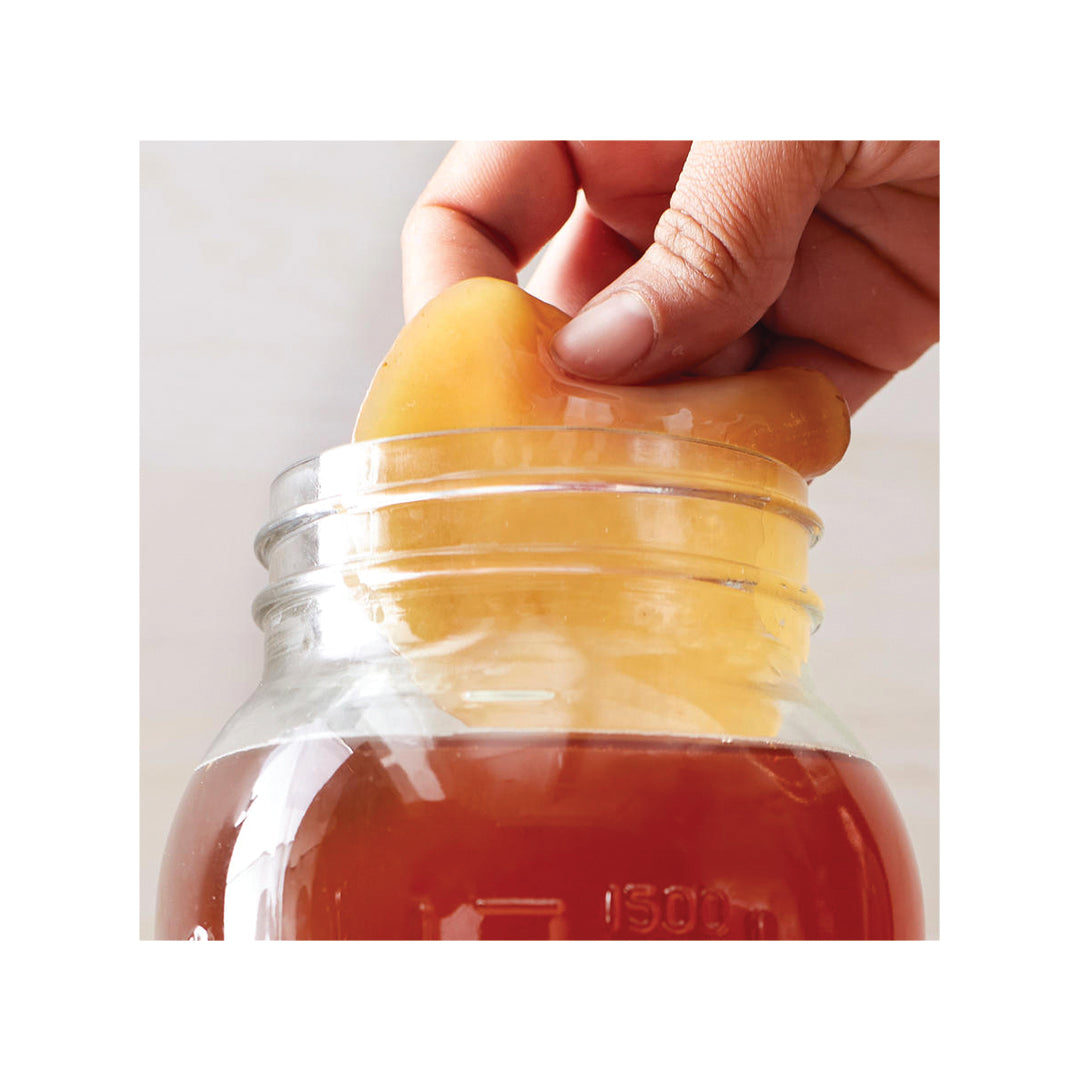 Anatomy of Kombucha 🔎